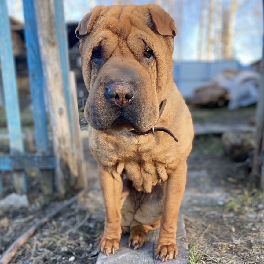 Шарпей, взрослая собака