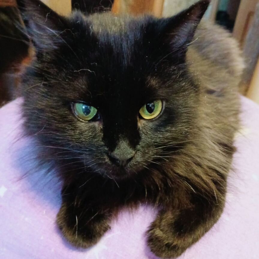 Озорной котёнок