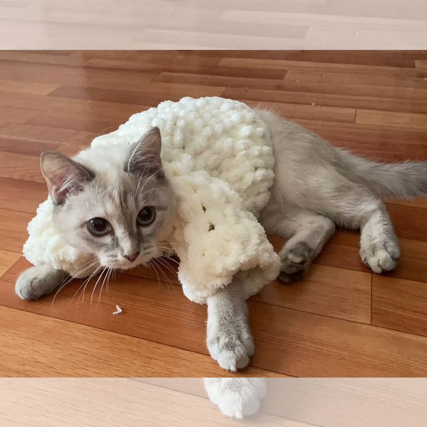 Тайская кошка, вязка