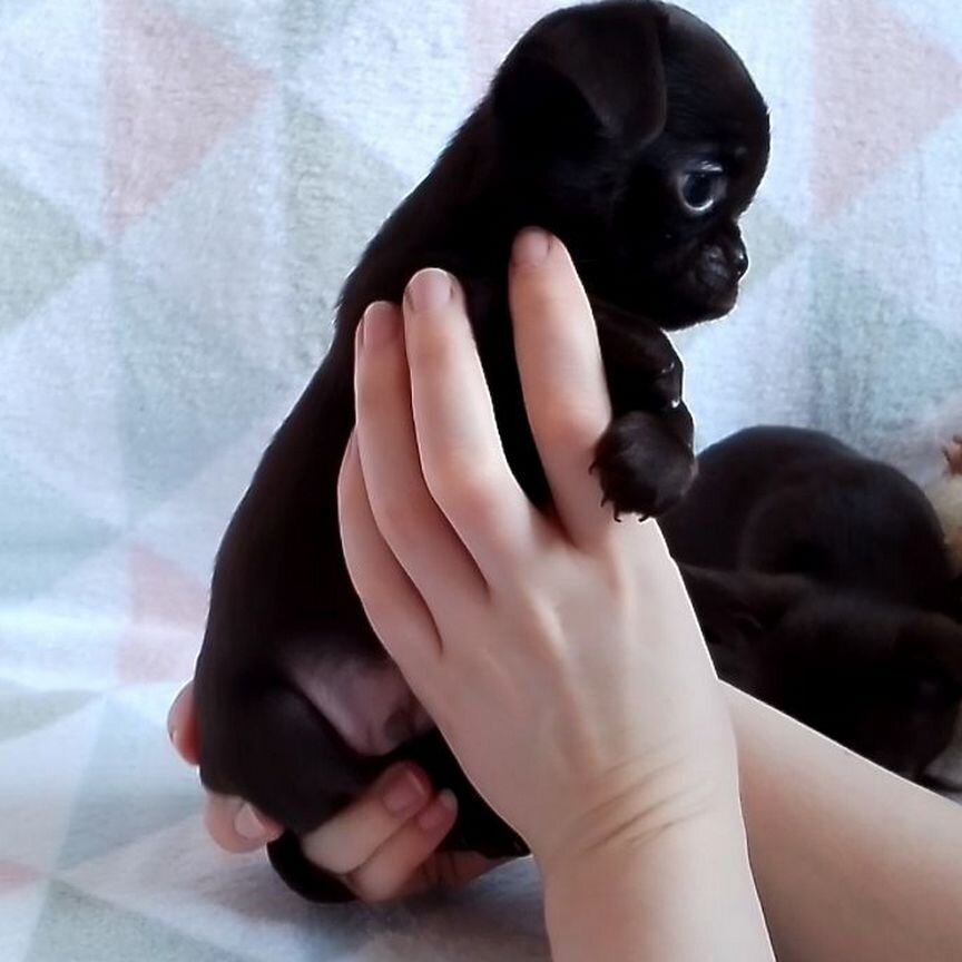 Шоколад мальчик