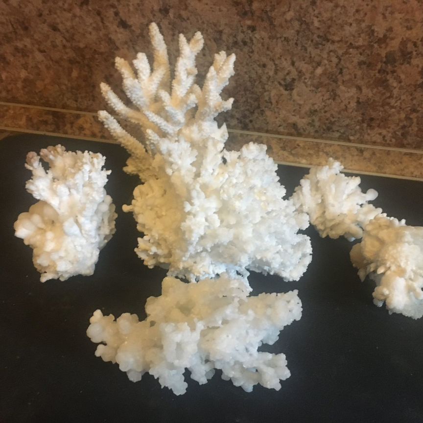 Морские кораллы