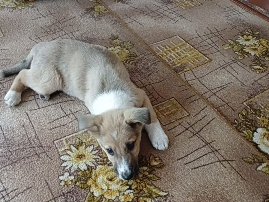 Собака. Щенок 4 месяца