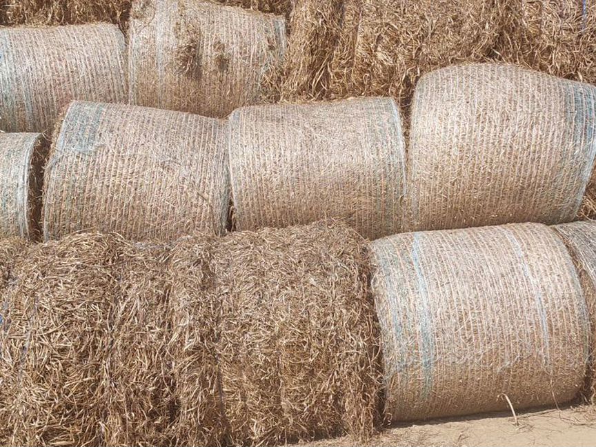 Сено эспарцет