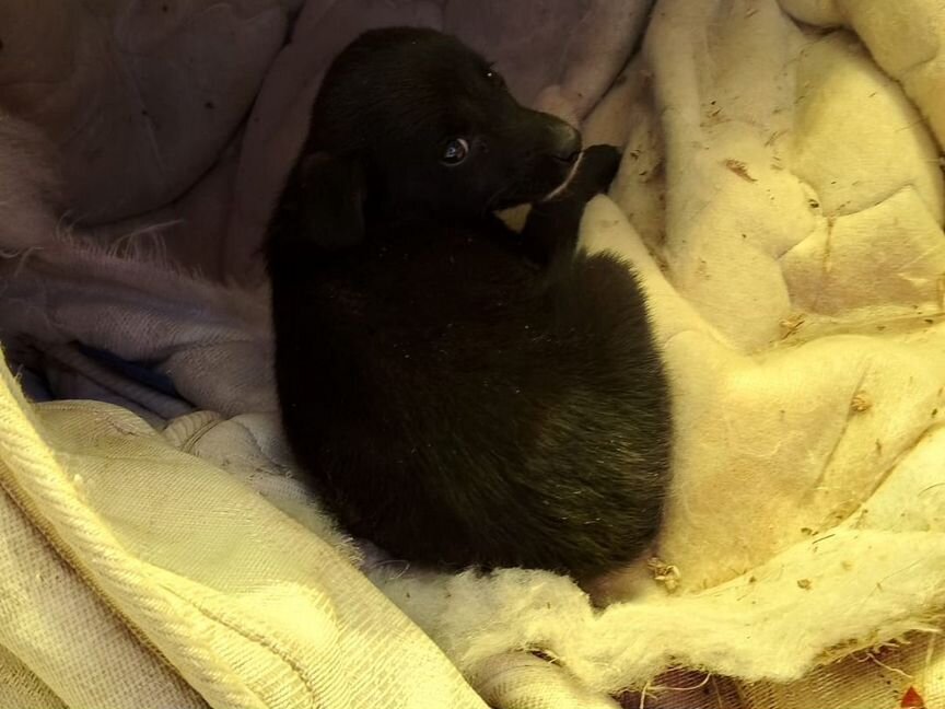 Щеночки и их мама ищут дом и добрые ручки