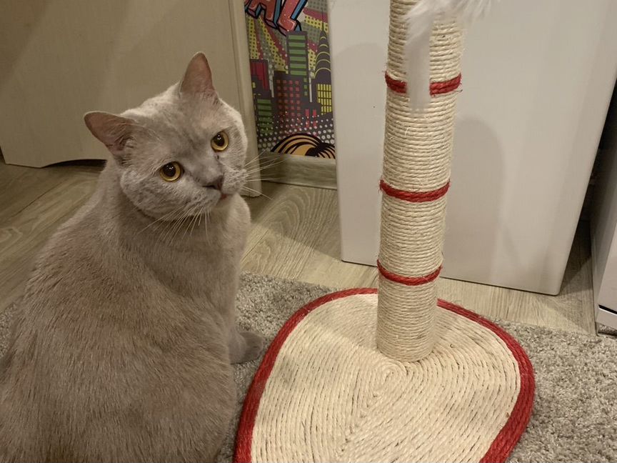 Когтеточка для кошек новая