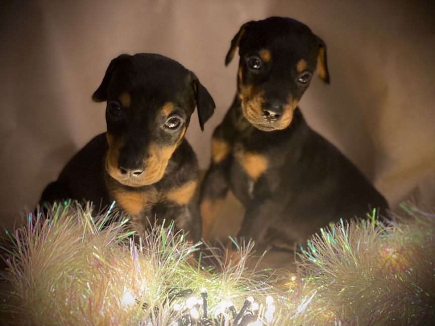 Немецкий пинчер щенки