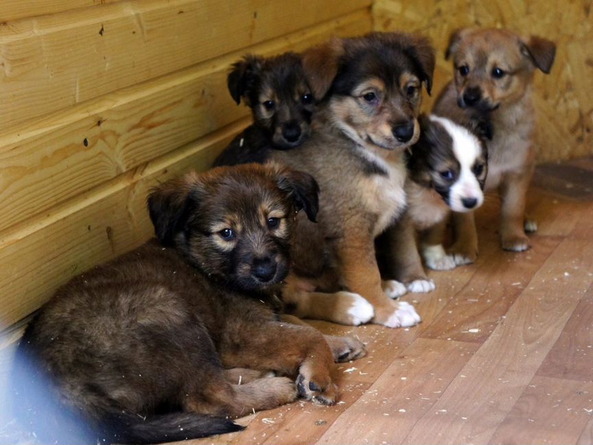 Шикарные 1.5 м. щенки метисы на охрану и для души