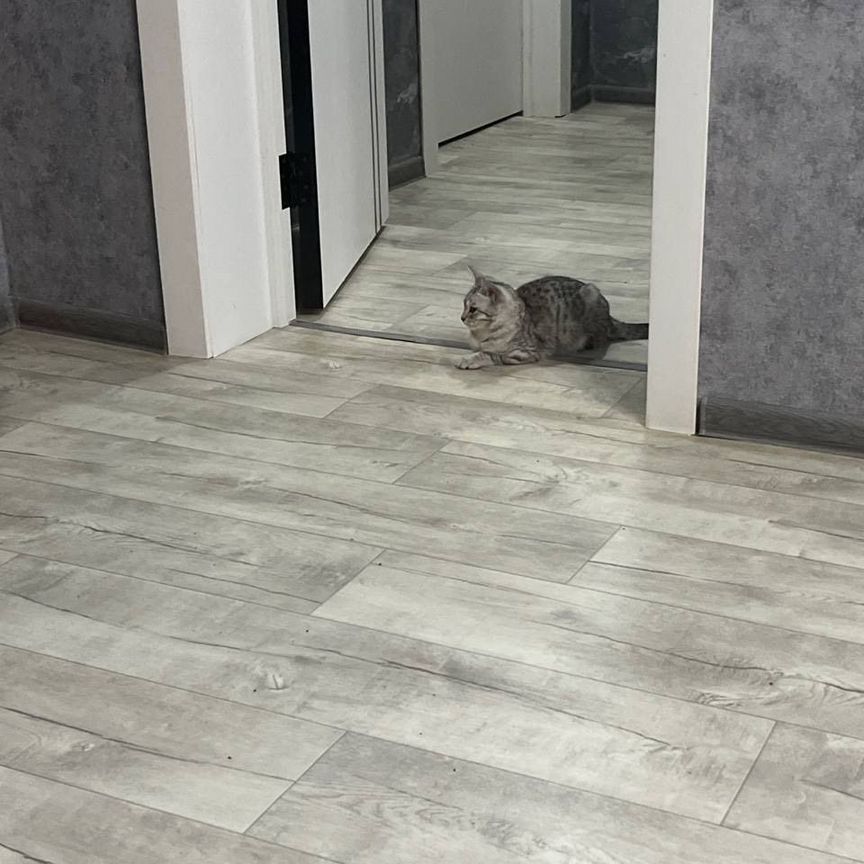 Отдам кошечку в добрые руки, 5, 5 месяцев