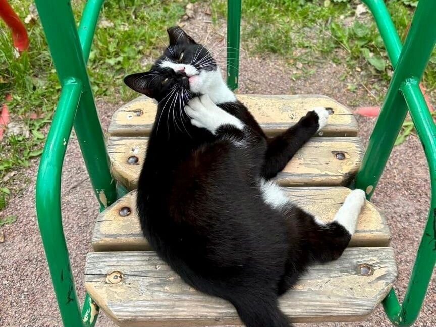 Кошечка ищет дом