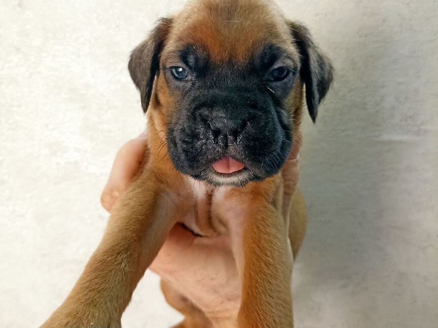 Щенки немецкого Боксера