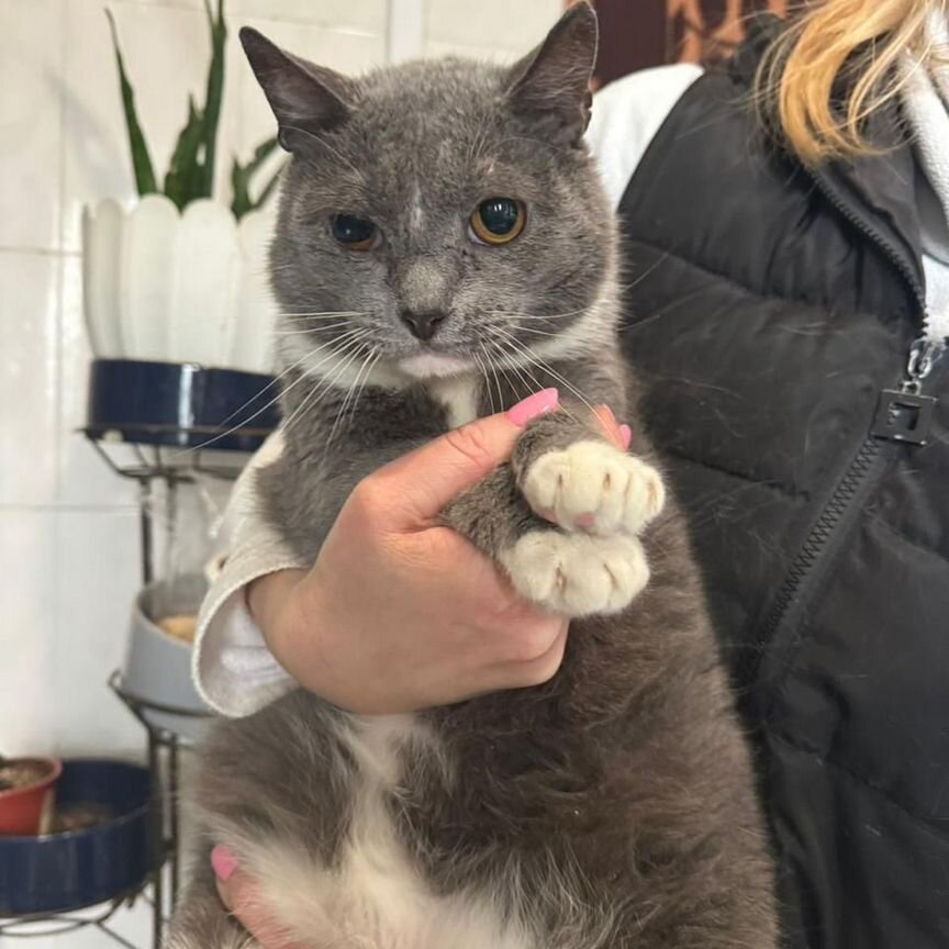 Кот Пират ищет дом