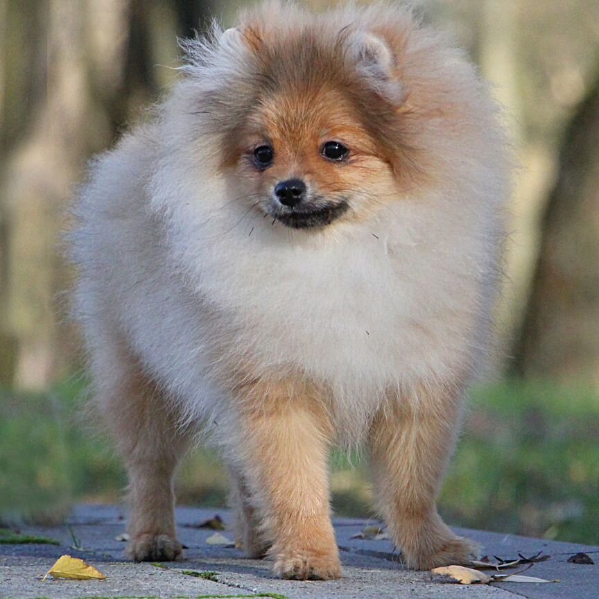 Померанский шпиц, щенок
