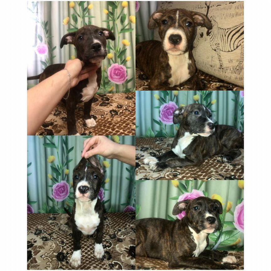 Тигровые стаффики