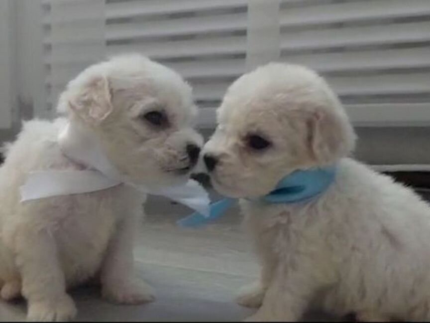 Бишон фризе щенки