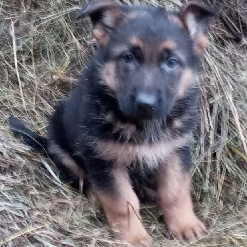 Немецкая овчарка, щенок
