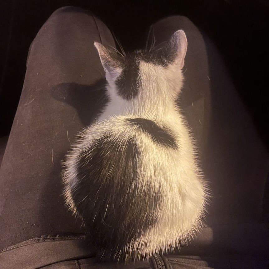 Очень ручная кошка