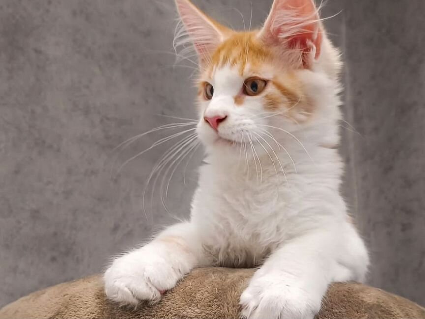 Котята мейн-кун