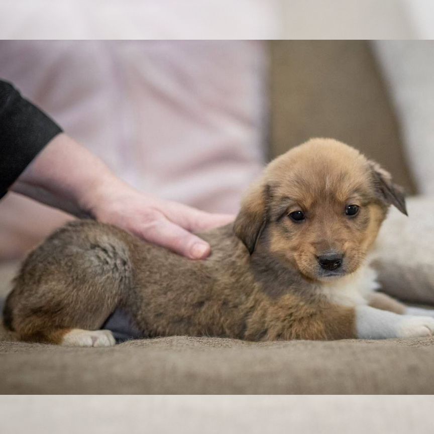 Щенок в добрые руки