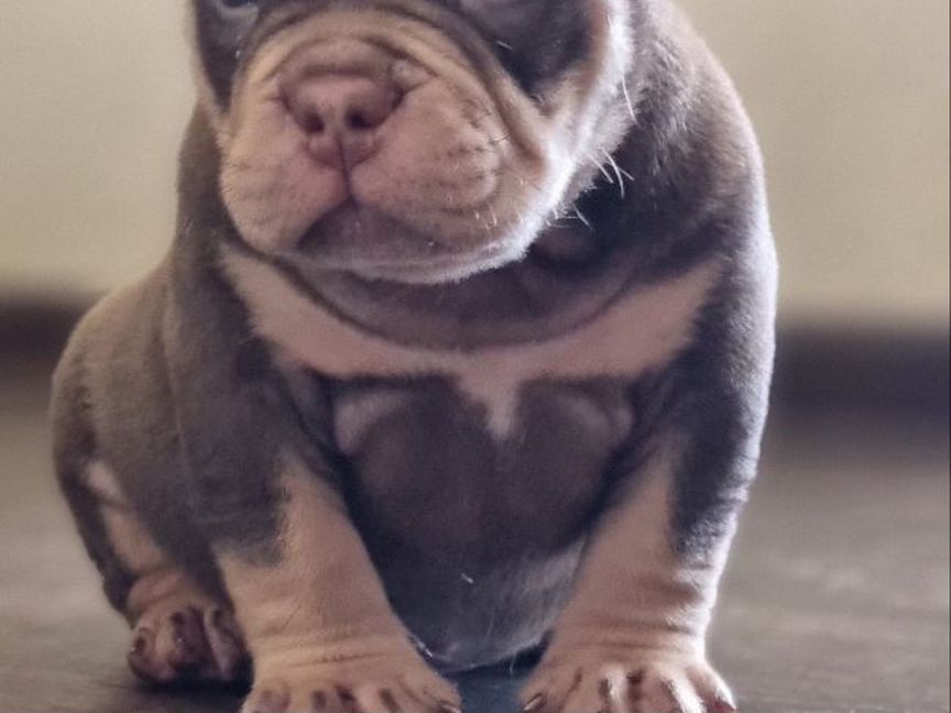 Американский булли покет щенки