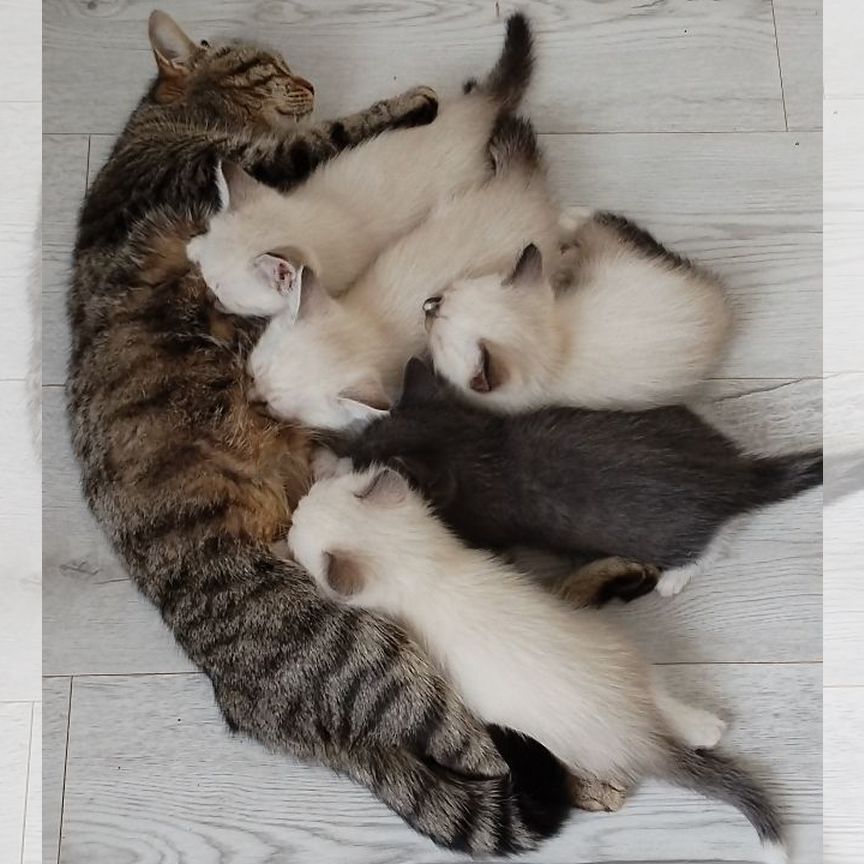 Котята