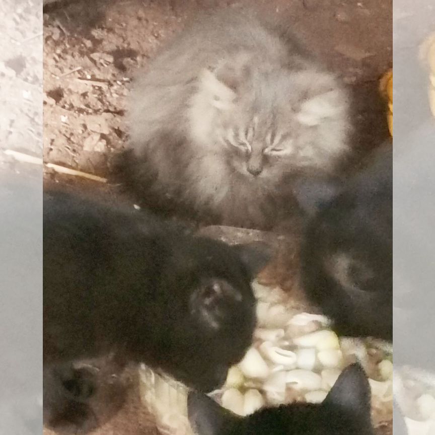 Котята