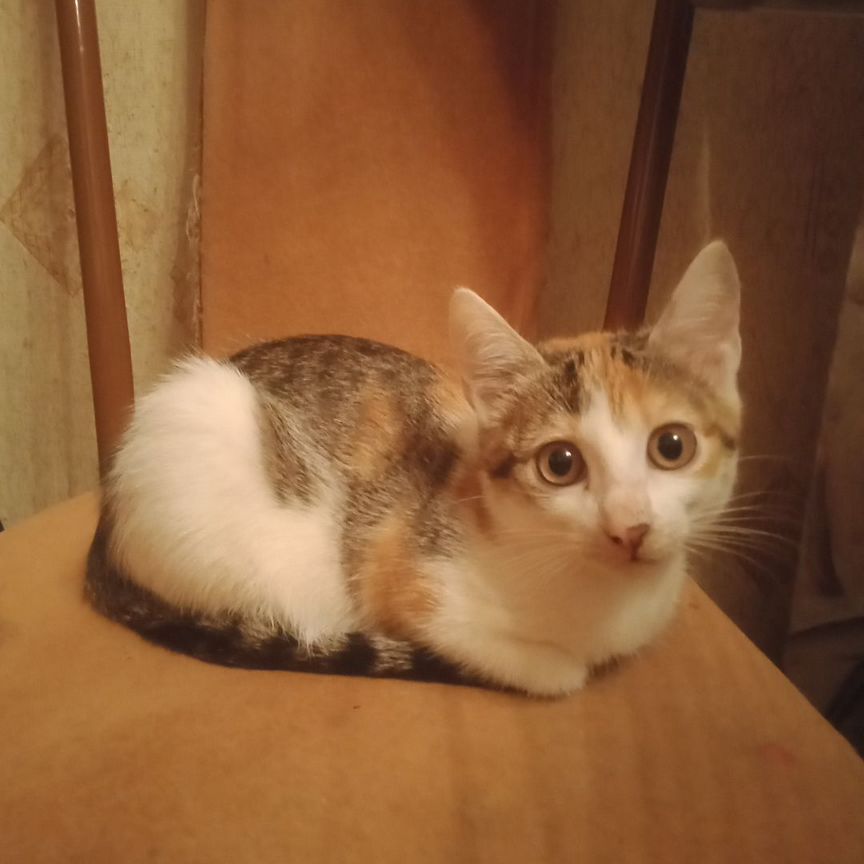 Котенок в дар