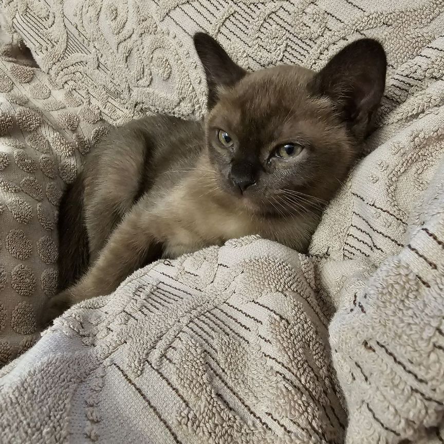 Бурманские котята