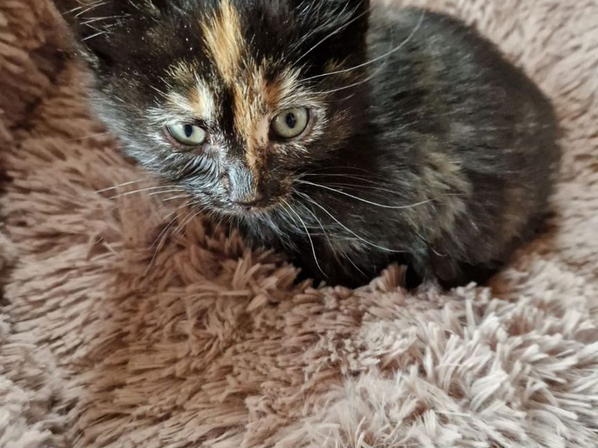 Кошечка Луша