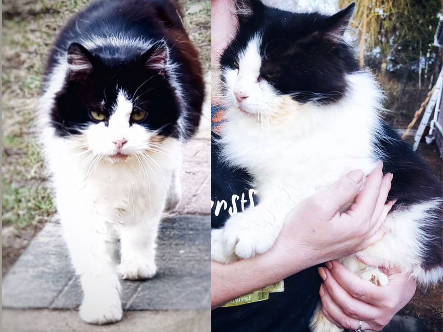 Шикарный пушистый котяра ищет дом