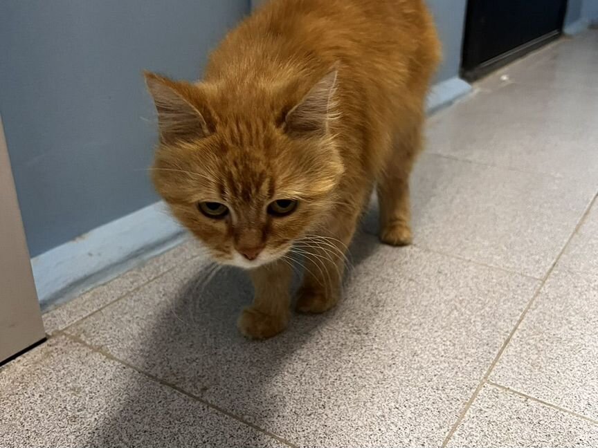 Котики бесплатно в добрые руки