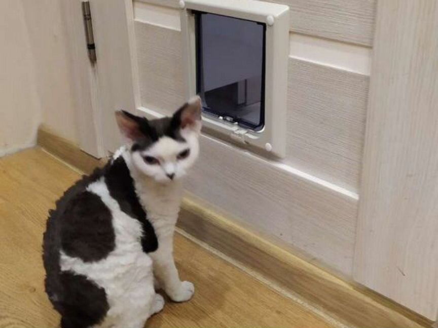Котоход. дверцы Барсик (дверь, дверца) для кошек