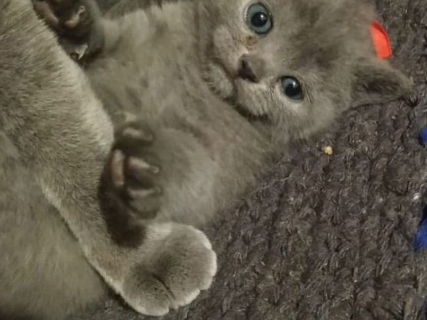 Кошка британская