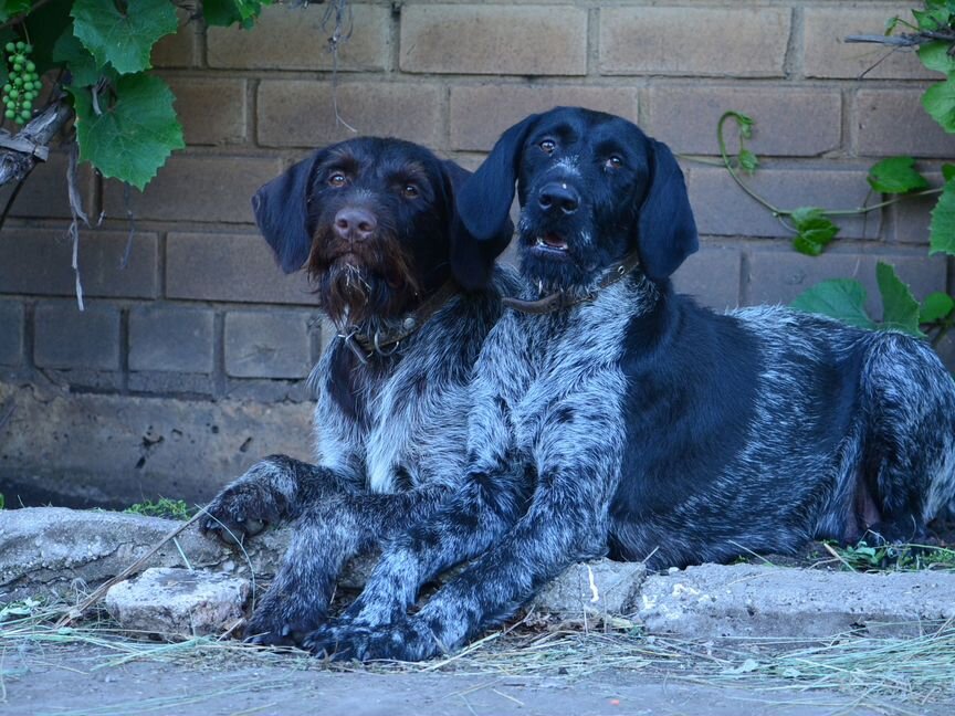 Собаки щенки