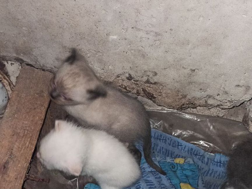 Отдам кота в добрые руки