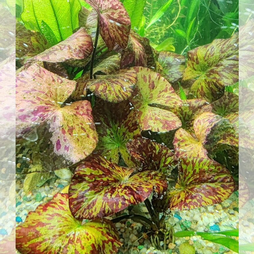 Аквариумное растение нимфея