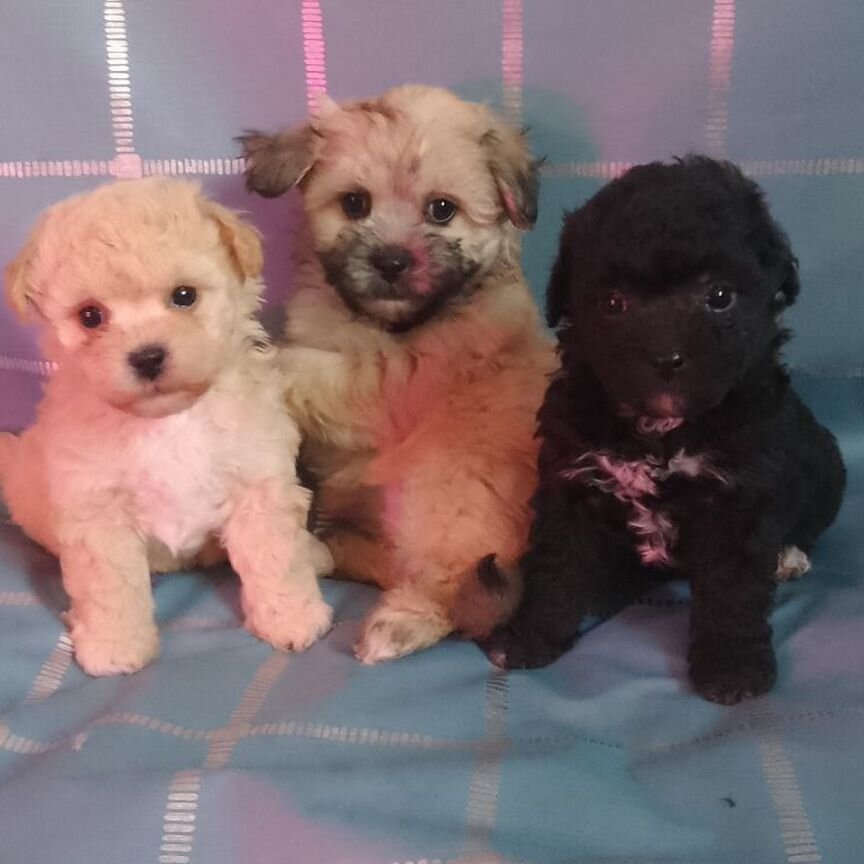 Щенки " Цветные бишоны"