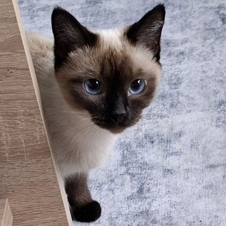 Тайский котёнок