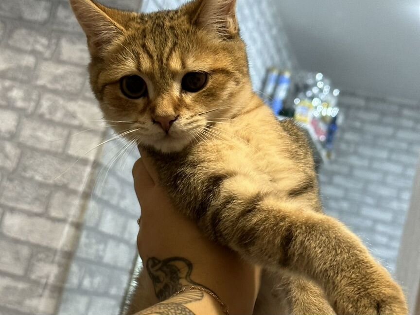 Манчкин кот