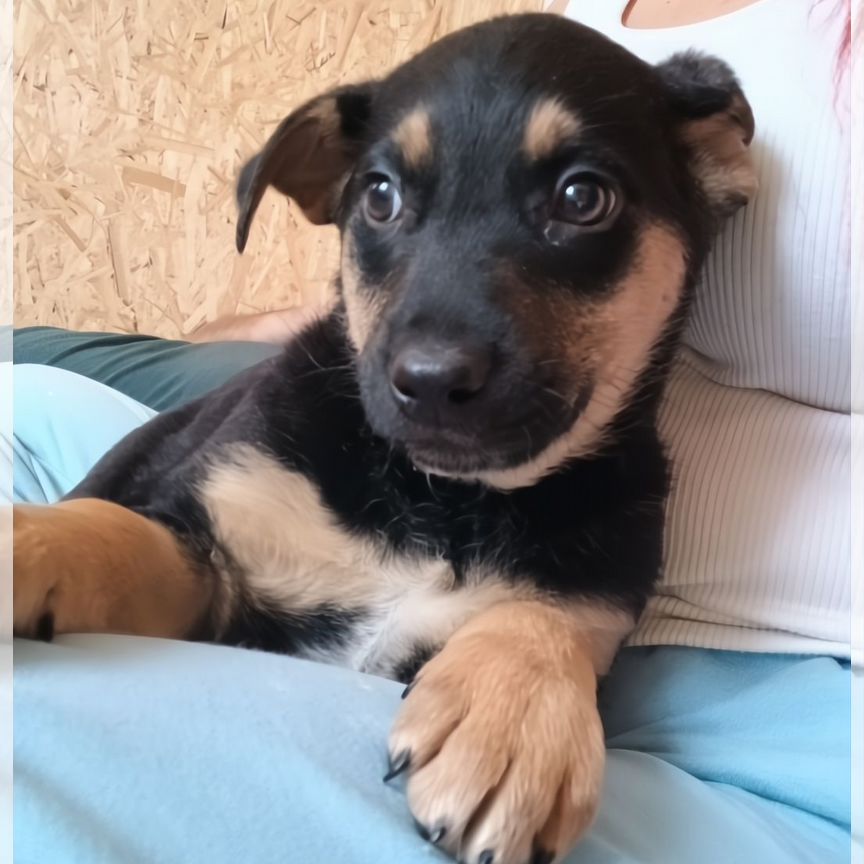 Щенок в добрые руки