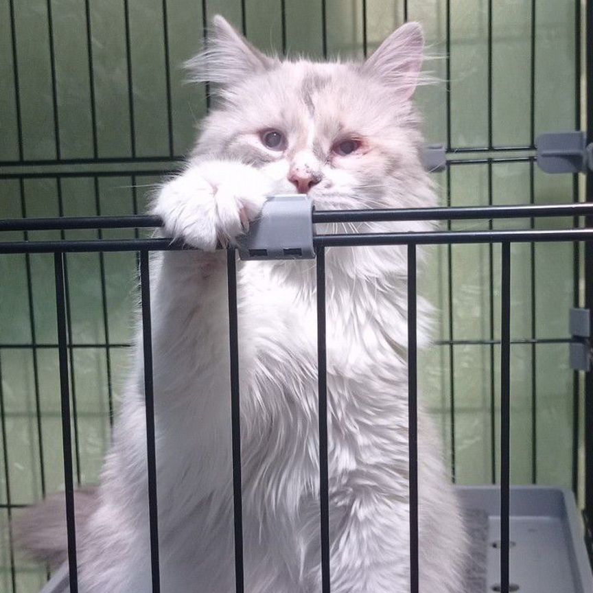 Взрослая, Девочка кошка в добрые руки