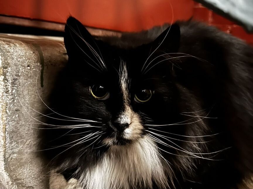 Кошечка домашняя, потеряшка