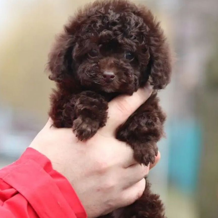 Той-пудель, щенок