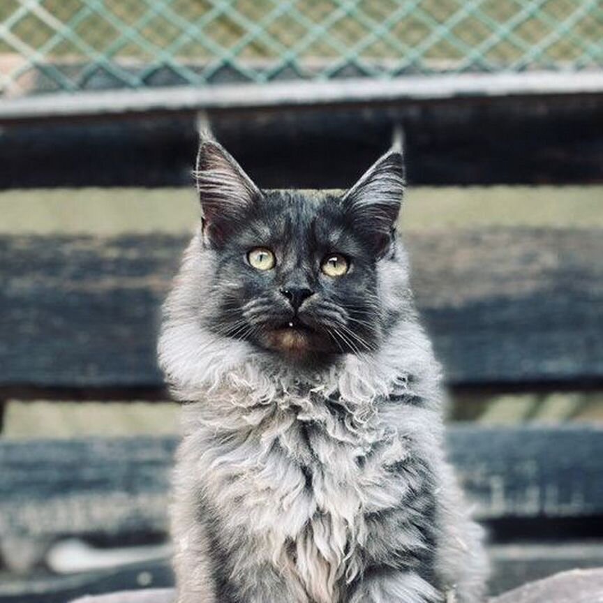 Котята мейн-кун