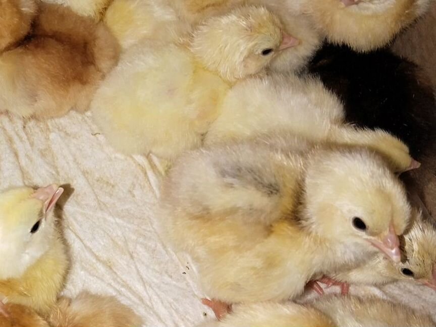 Цыплята несушки