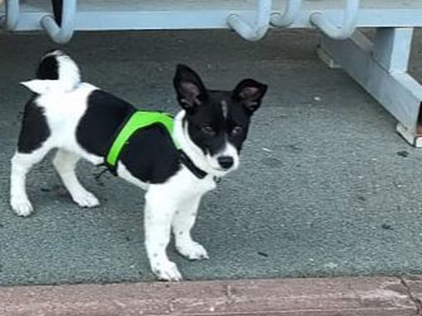 Щенок Джек -рассел с черными пятнами