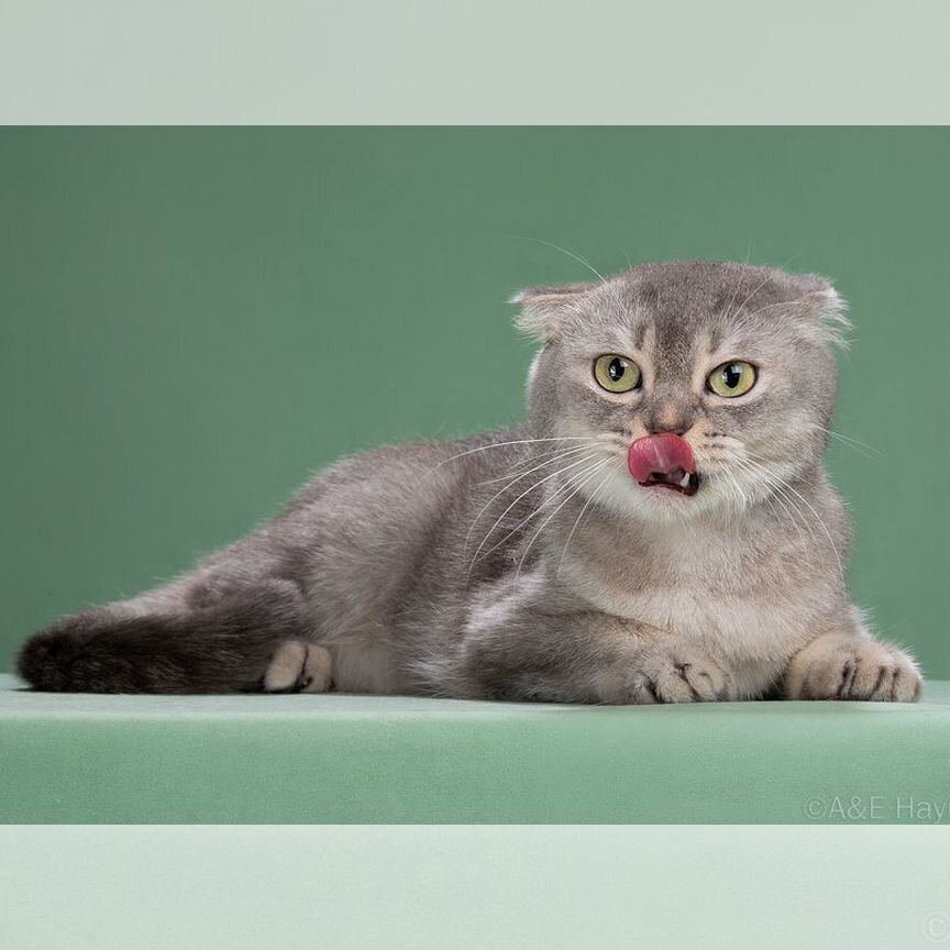 Шотландский вислоухий короткошёрстный котёнок