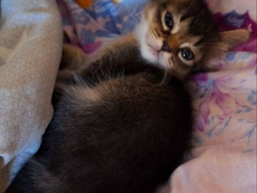 Абиссинские котята метисы