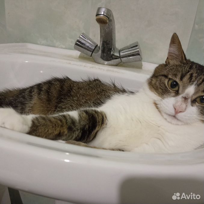 Симпатичный котик Зайчик ищет дом и семью