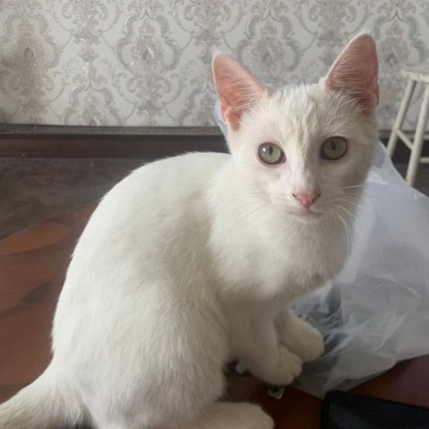 Котенок Белка в добрые руки