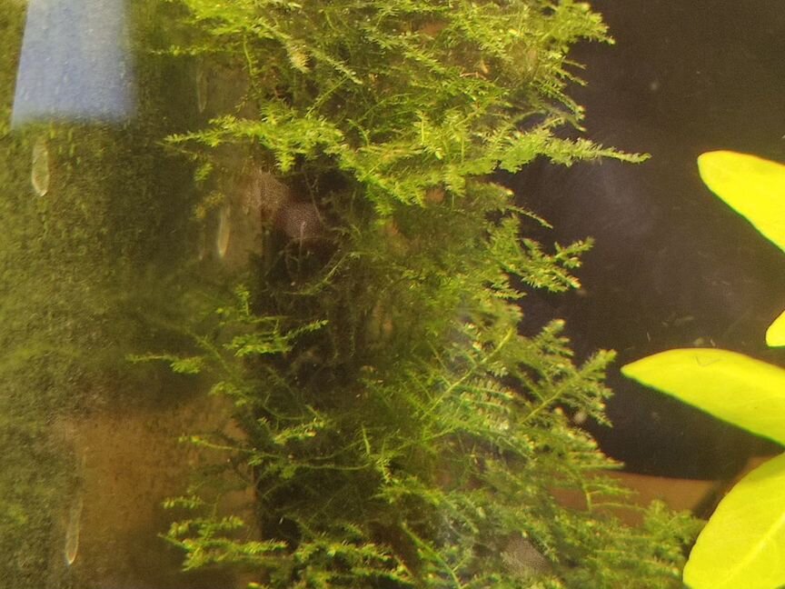 Мох для аквариума